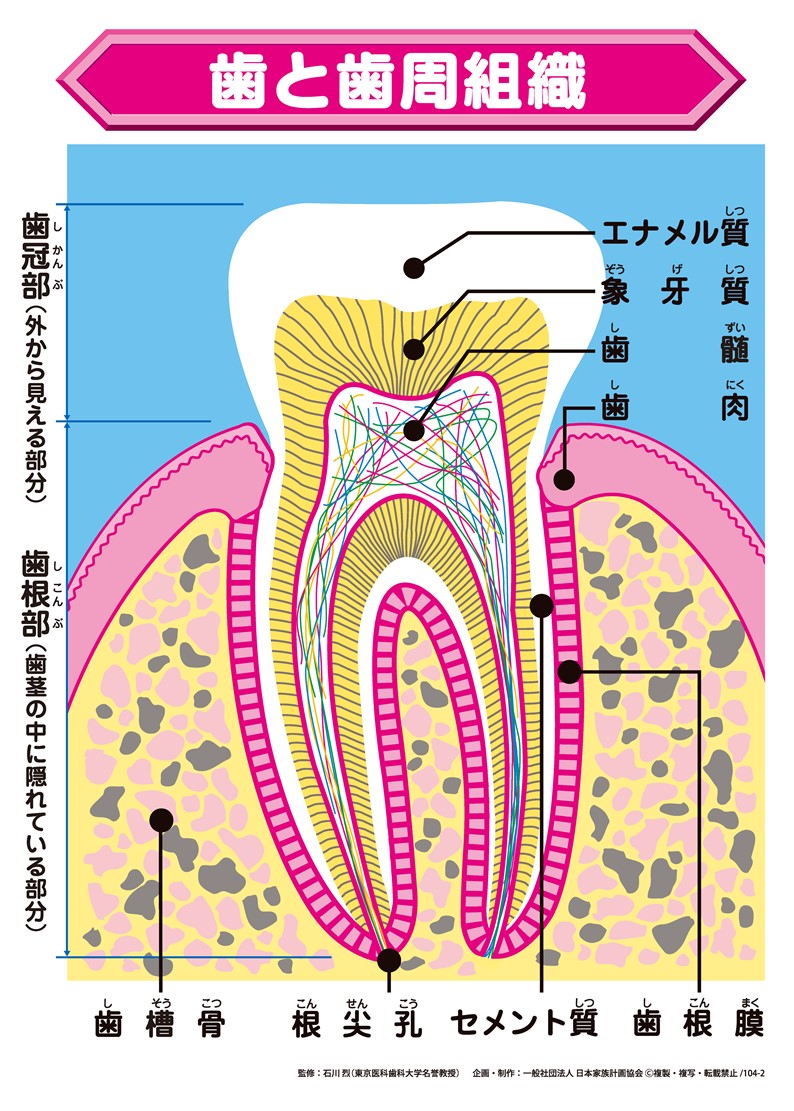 歯と歯周組織 – JFPA®オンラインショップ
