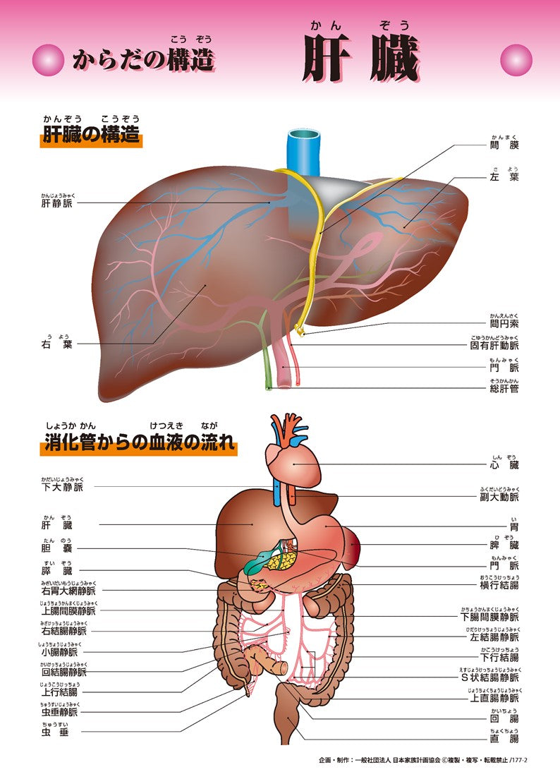 肝臓 – JFPA®オンラインショップ