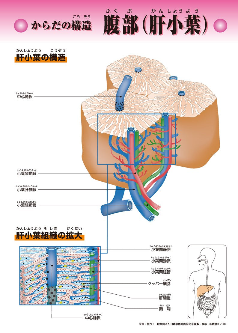 腹部（肝小葉） – JFPA®オンラインショップ