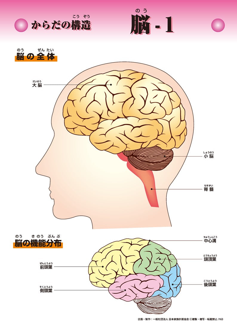 脳-1 – JFPA®オンラインショップ