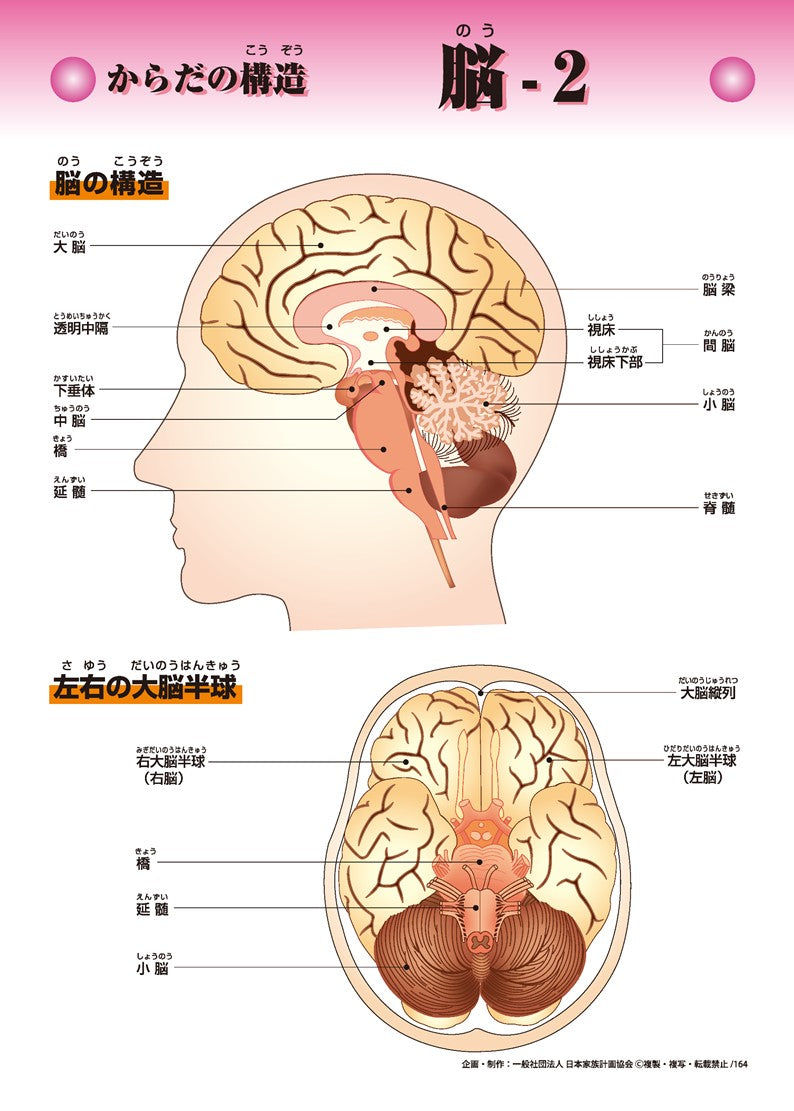 脳-2 – JFPA®オンラインショップ