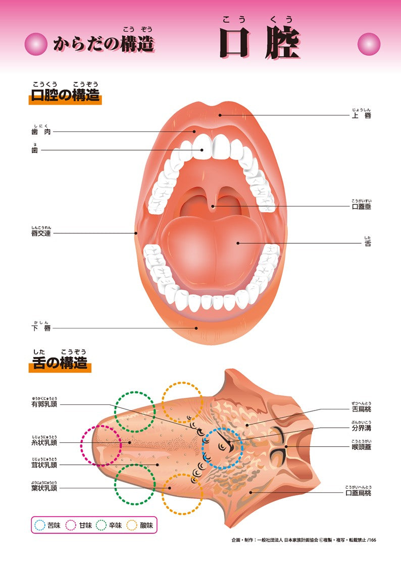 口腔 – JFPA®オンラインショップ