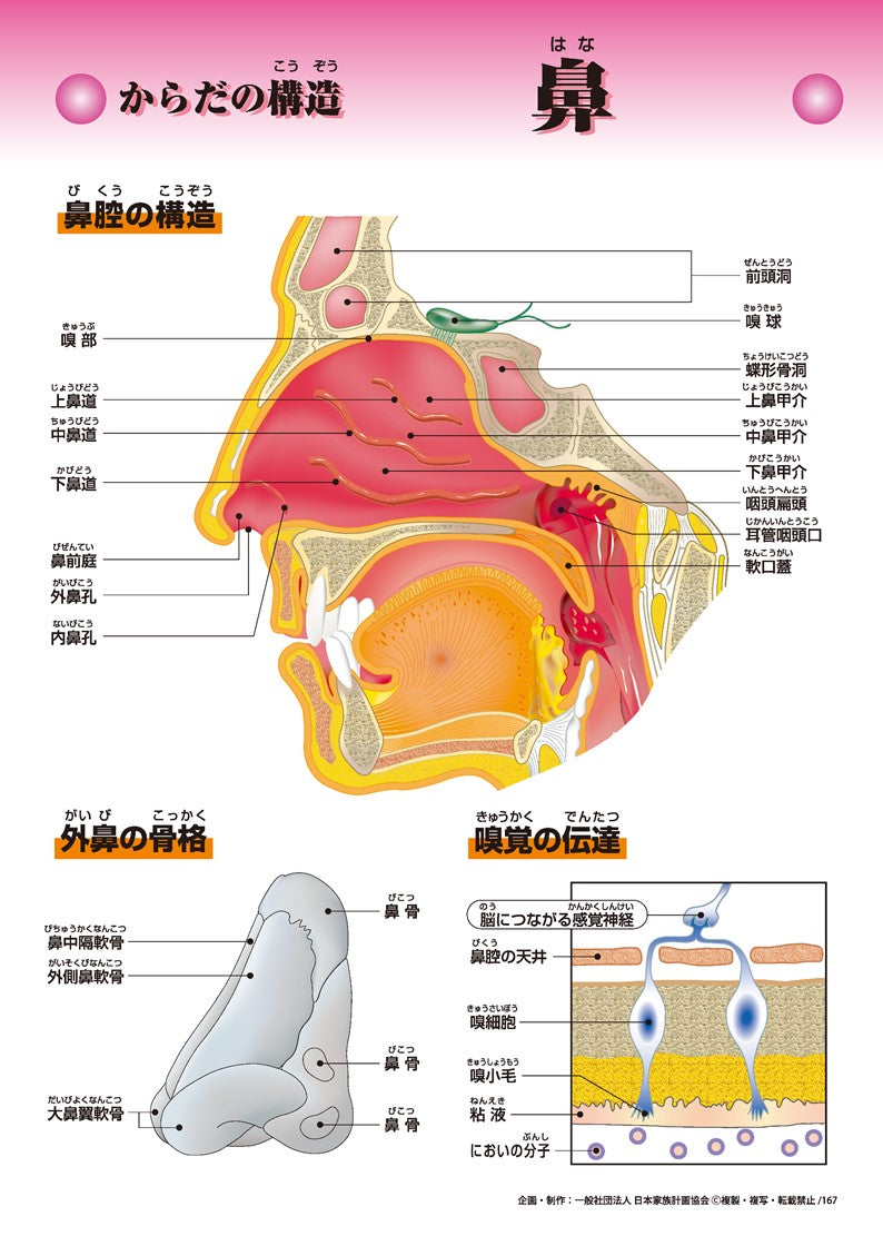 鼻 – JFPA®オンラインショップ