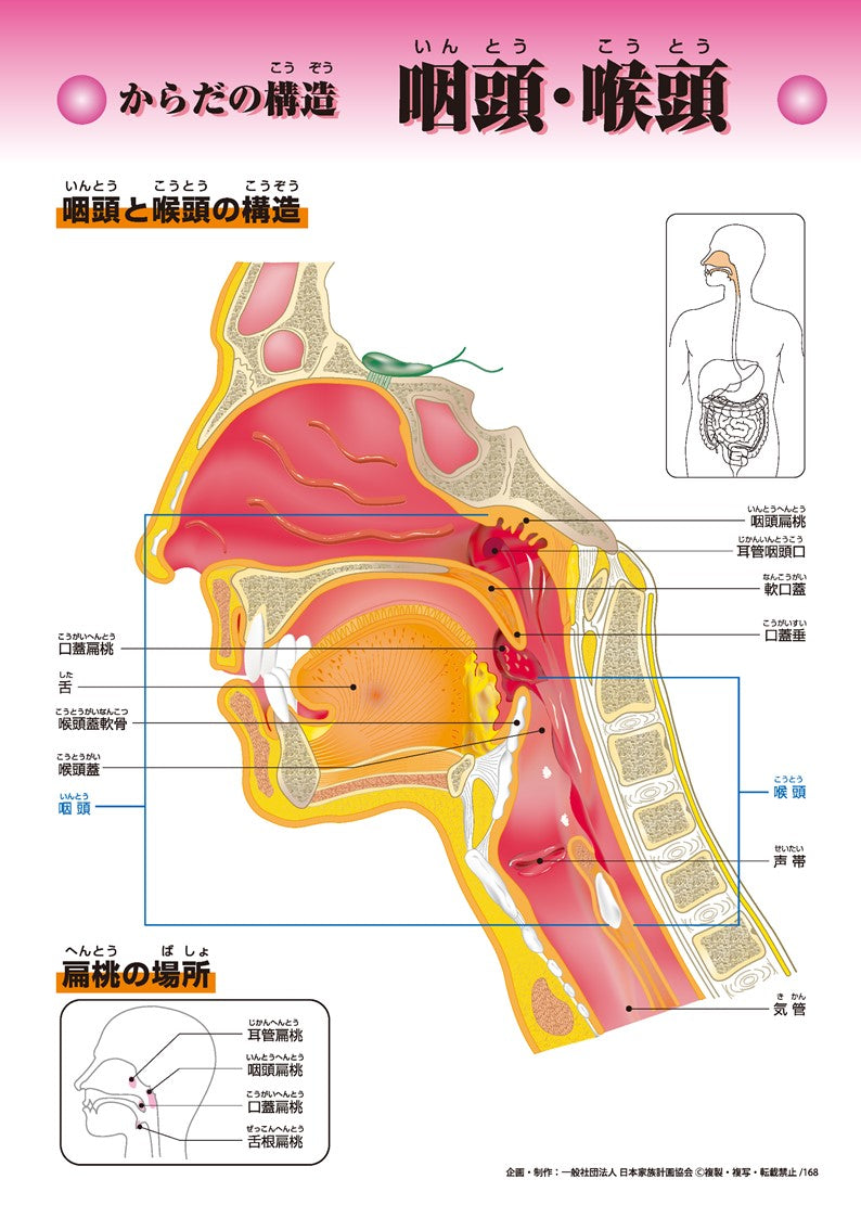 咽頭・喉頭 – JFPA®オンラインショップ
