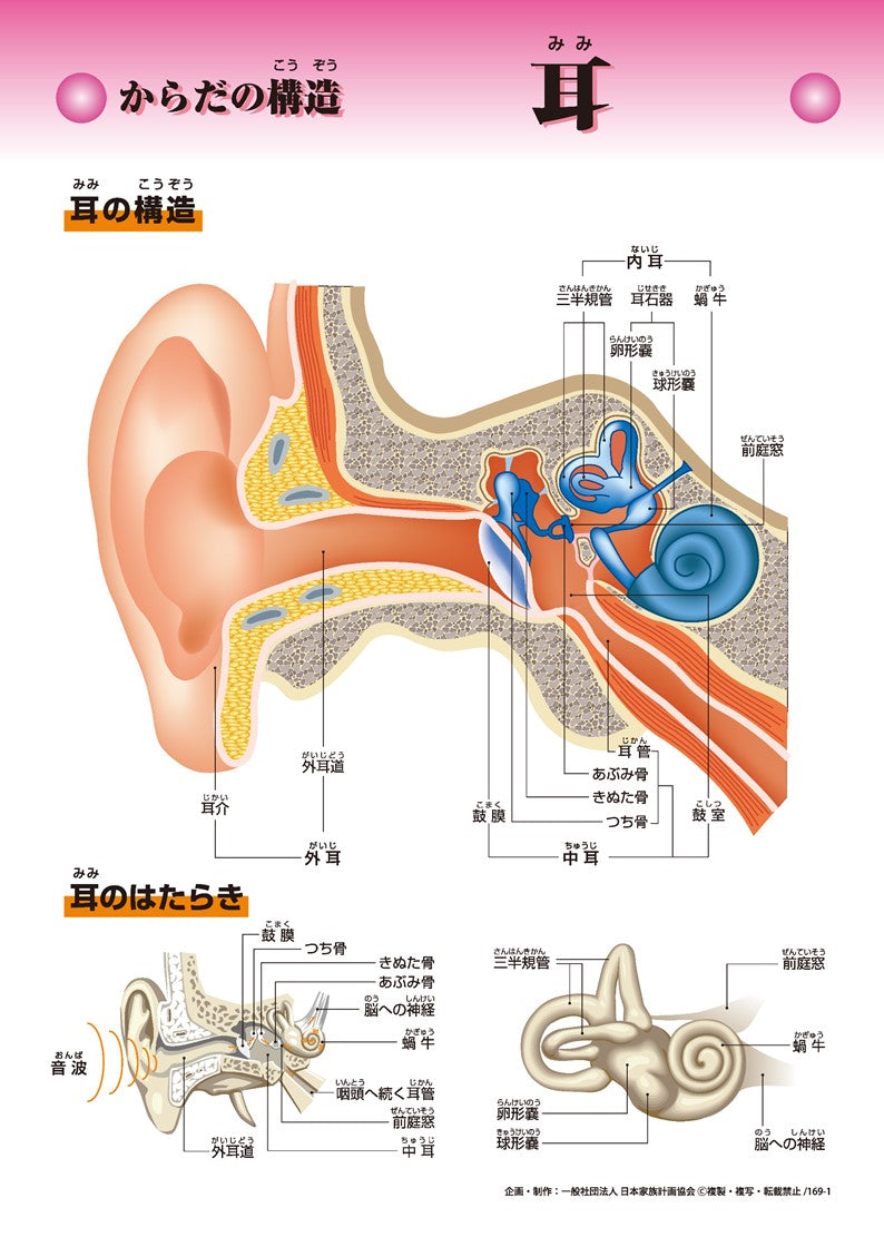 耳 – JFPA®オンラインショップ