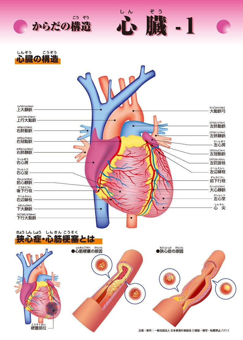 心臓-1 – JFPA®オンラインショップ