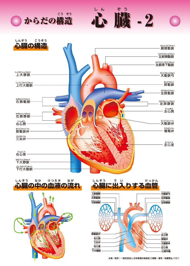 心臓-2 – JFPA®オンラインショップ