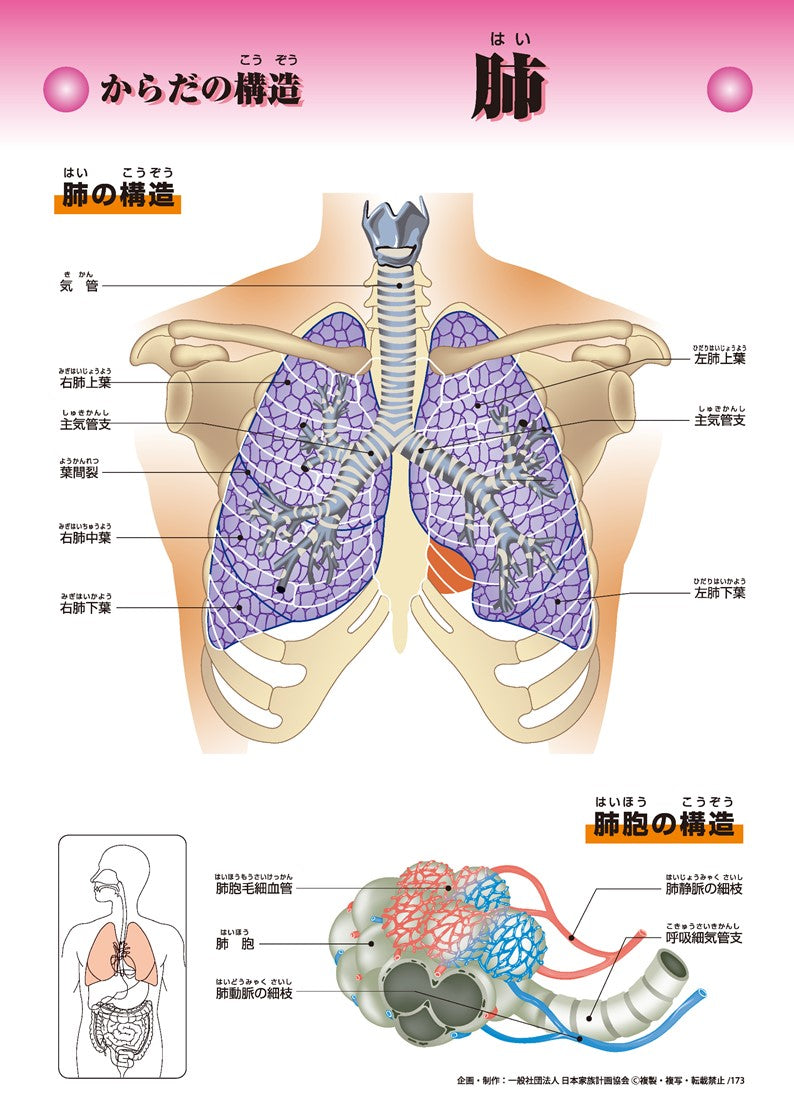 肺 – JFPA®オンラインショップ