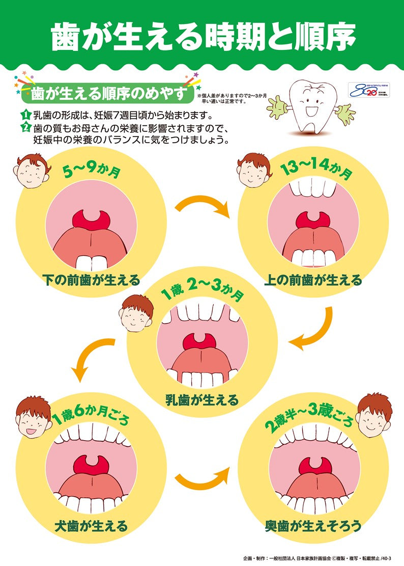 歯が生える時期と順序 – JFPA®オンラインショップ