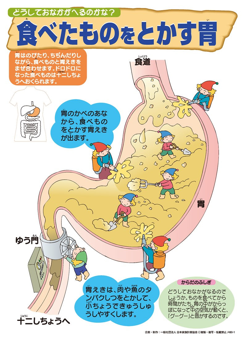 食べたものをとかす胃 – JFPA®オンラインショップ
