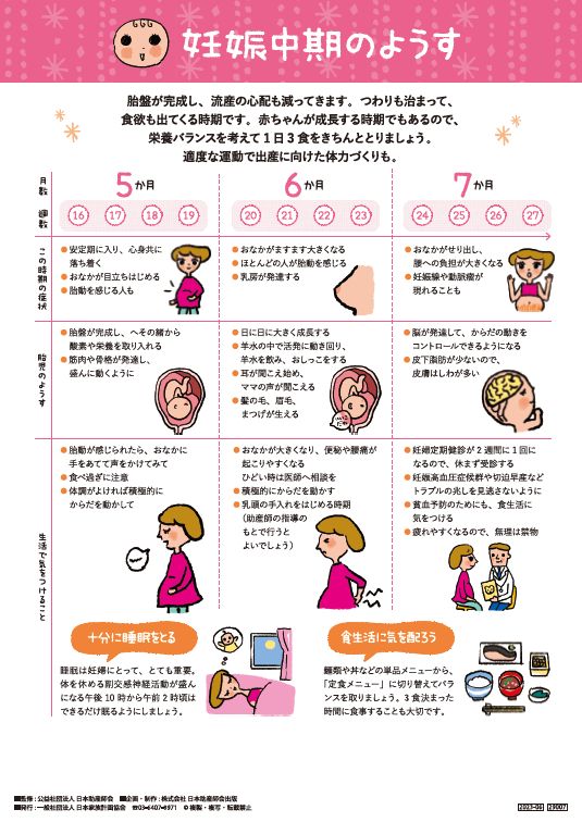 妊娠中期のようす 文字多めver – JFPA®オンラインショップ