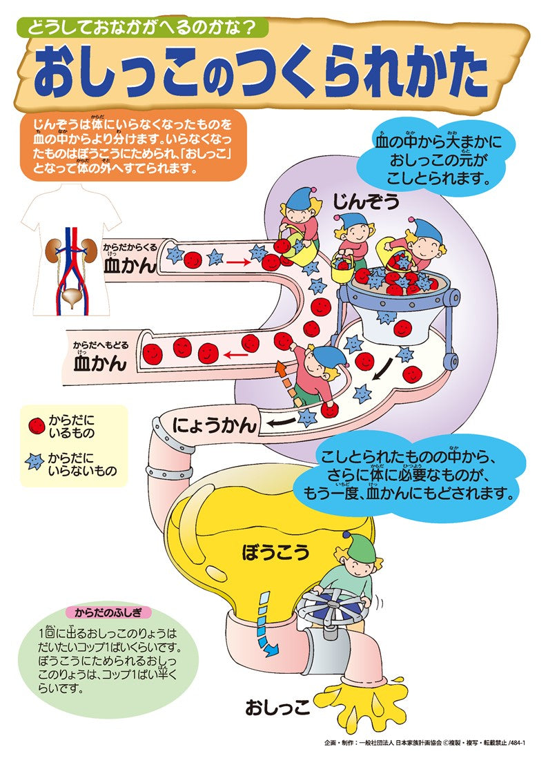 おしっこのつくられかた – JFPA®オンラインショップ