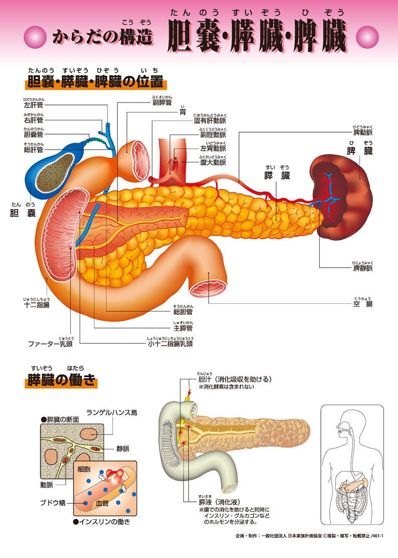 胆嚢･膵臓･脾臓 – JFPA®オンラインショップ