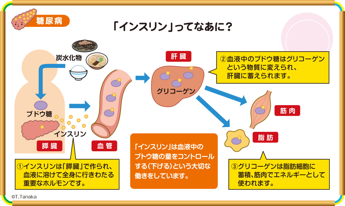 B-155 「インスリン」ってなあに？ – JFPA®オンラインショップ