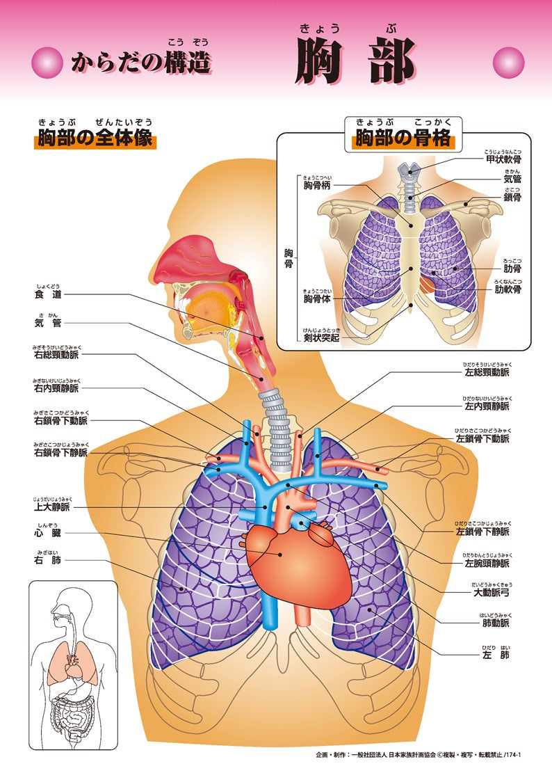 胸部 – JFPA®オンラインショップ