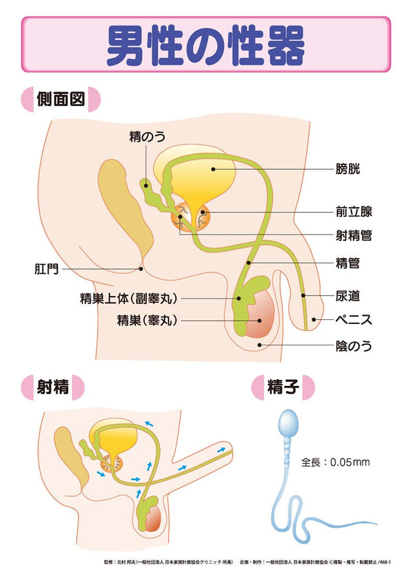男性の性器 – JFPA®オンラインショップ
