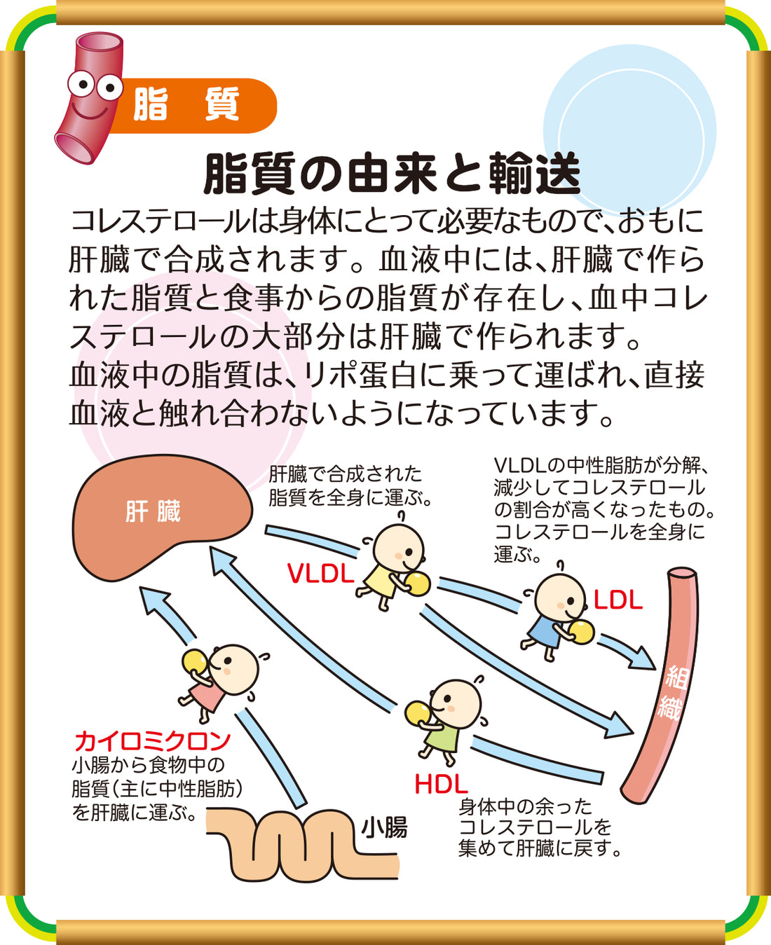 B-170 脂質の由来と輸送 – JFPA®オンラインショップ